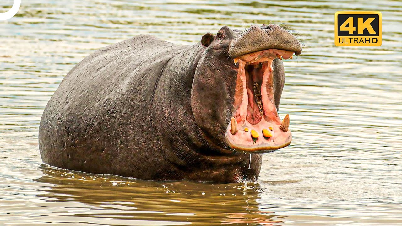 Ruling the Rivers: Hippopotamus | 4K Animal Documentary - YouTube