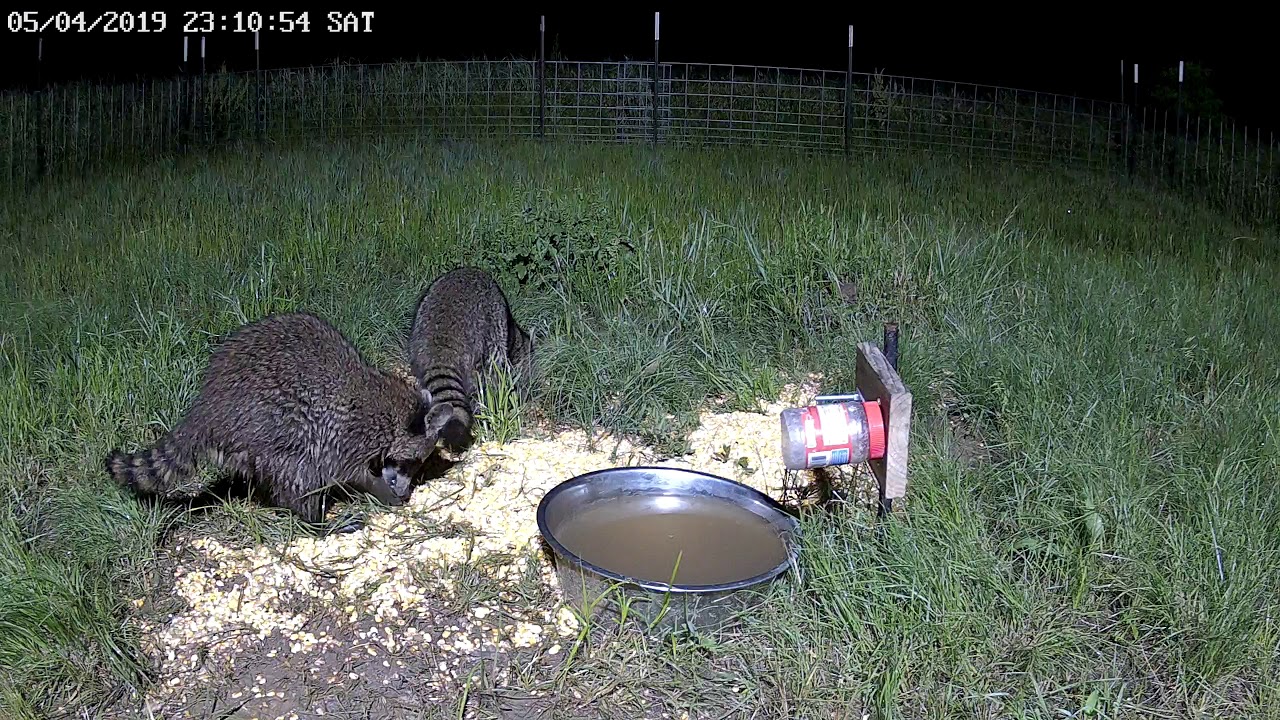 Raccoons On Camera 5-04-19 (Wildlife Pen 3) - YouTube