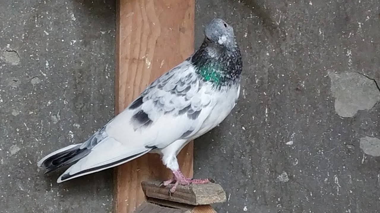 কবুতরের বাচ্চার ইনব্রিডিং কেন হয়? What is the reason of inbreeding ...