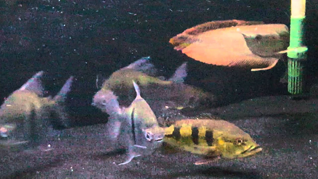 220 gallon monster fish tank grow out - YouTube