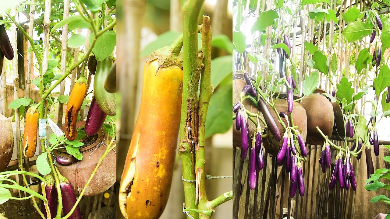 Amazing Eggplant Techniques Grafting for high yield fruits, Just ...