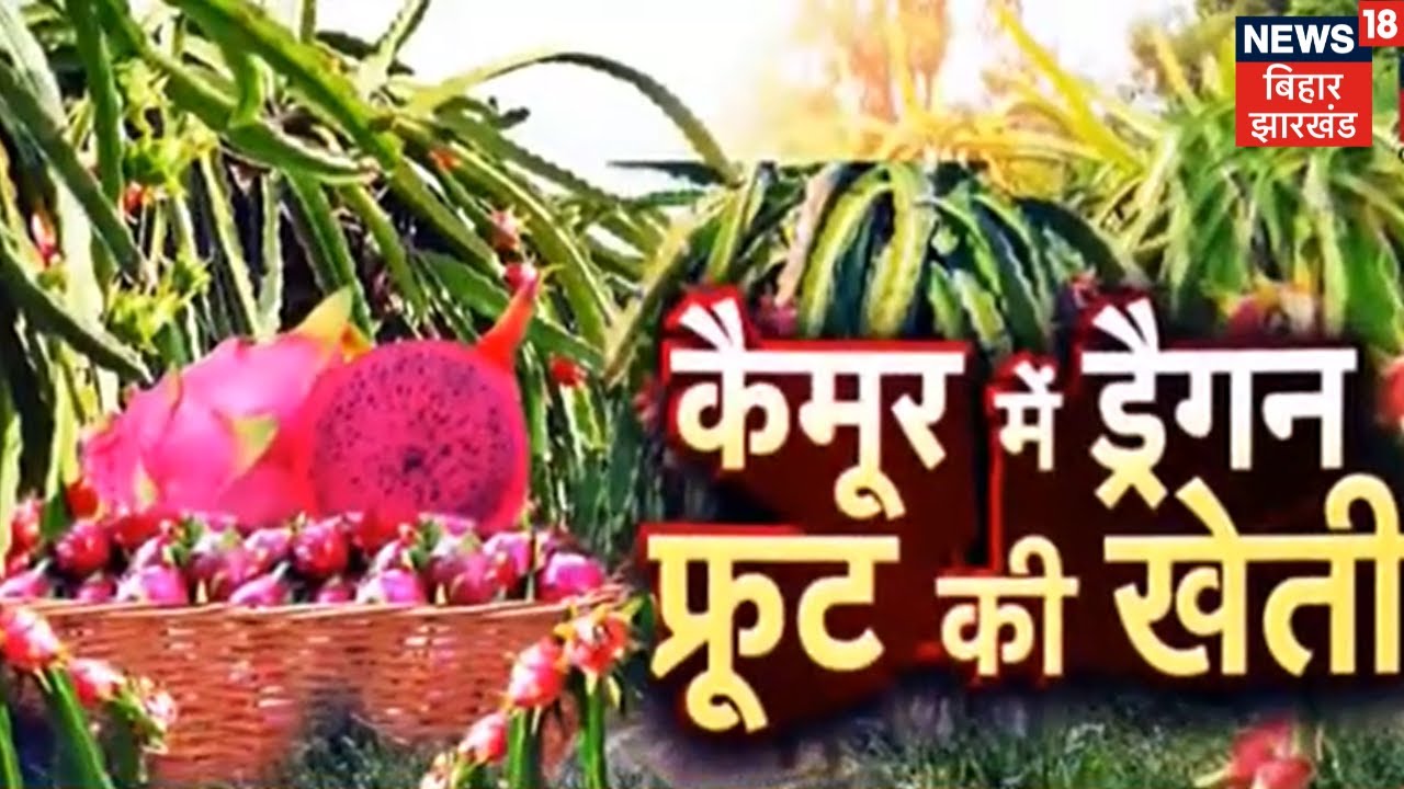 Dragon Fruit Farming:Bihar में तेजी से बढ़ रही ड्रैगन फ्रूट की खेती ...