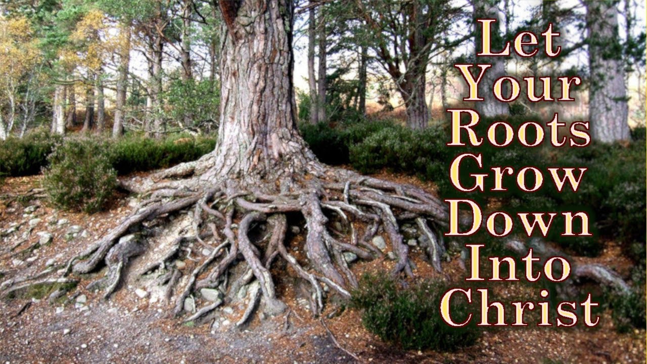 Let Your Roots Grow Down Into Christ - YouTube