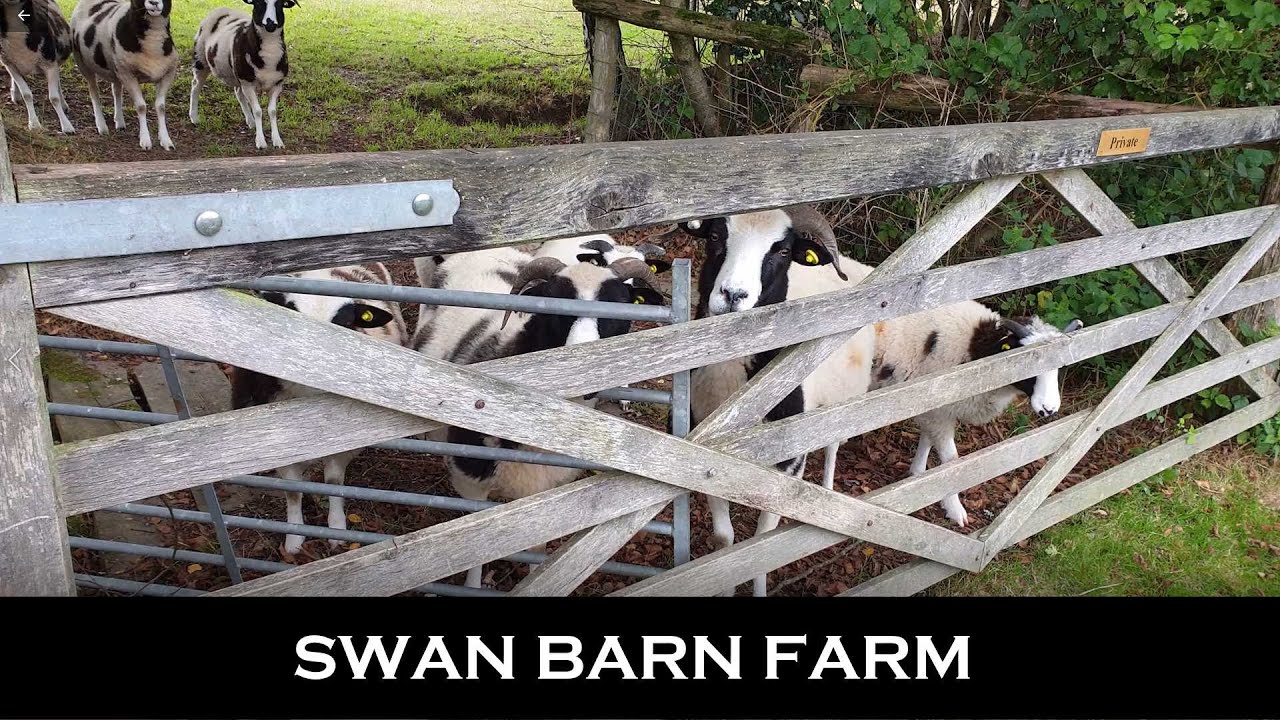 Swan Barn Farm, Haslemere, Hampshire | vlog - YouTube