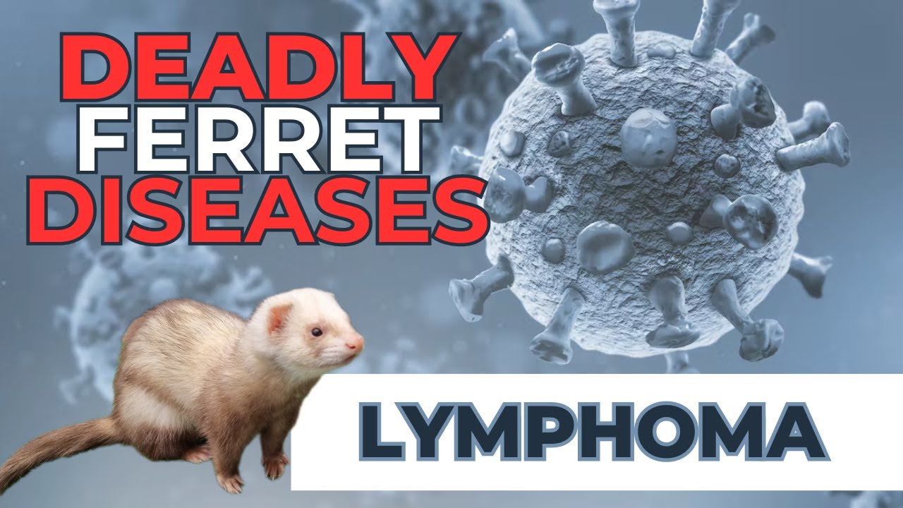 Deadly Ferret LYMPHOMA - What owners MUST know! - YouTube