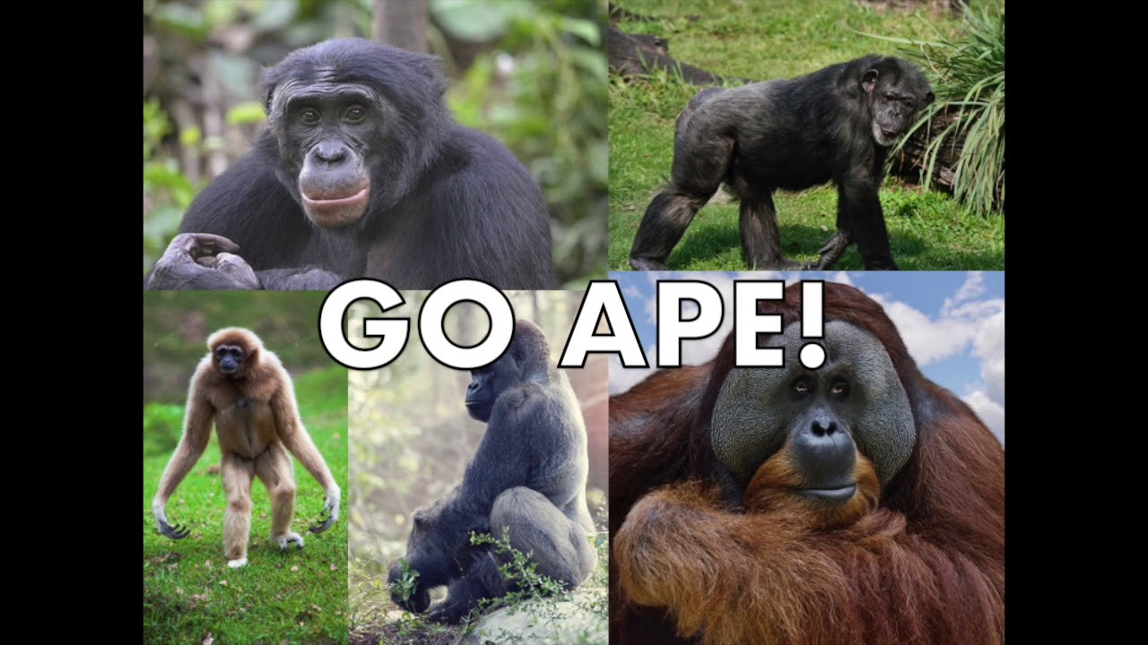 Go Ape! (with vocals) - YouTube
