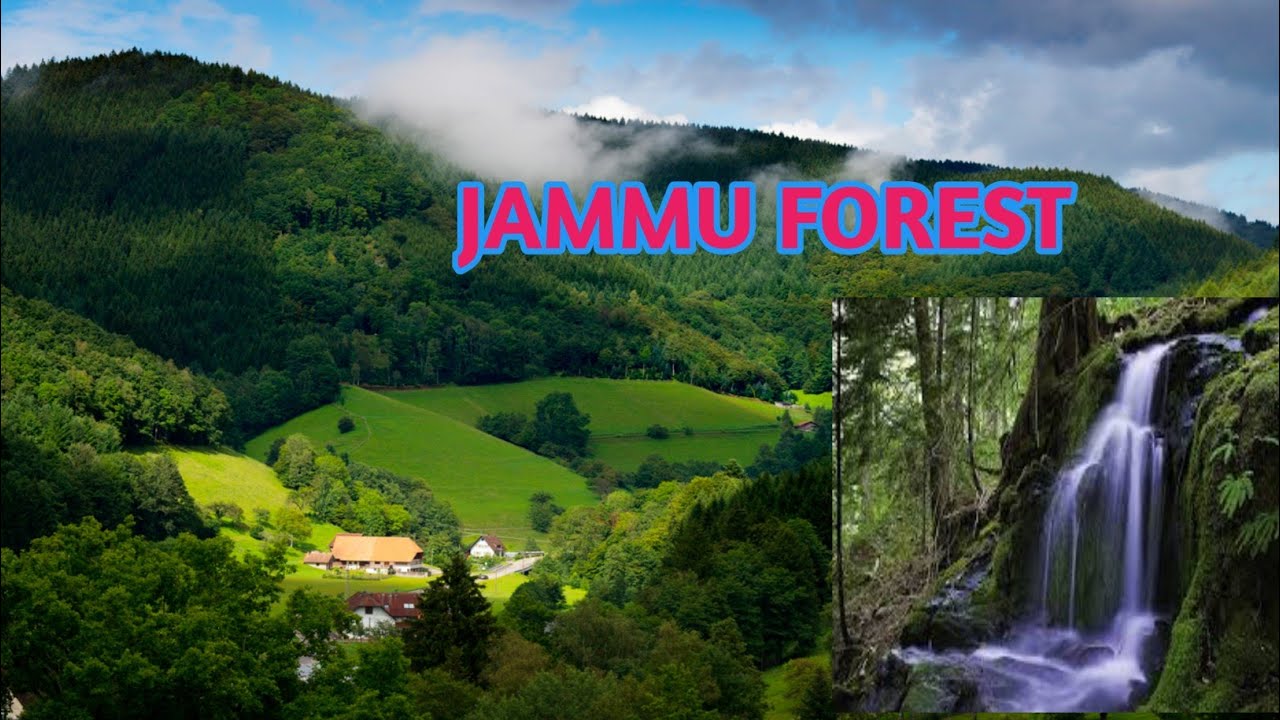 4K Jungle || World most beautiful jungle || Jammu and Kashmir jungle ...