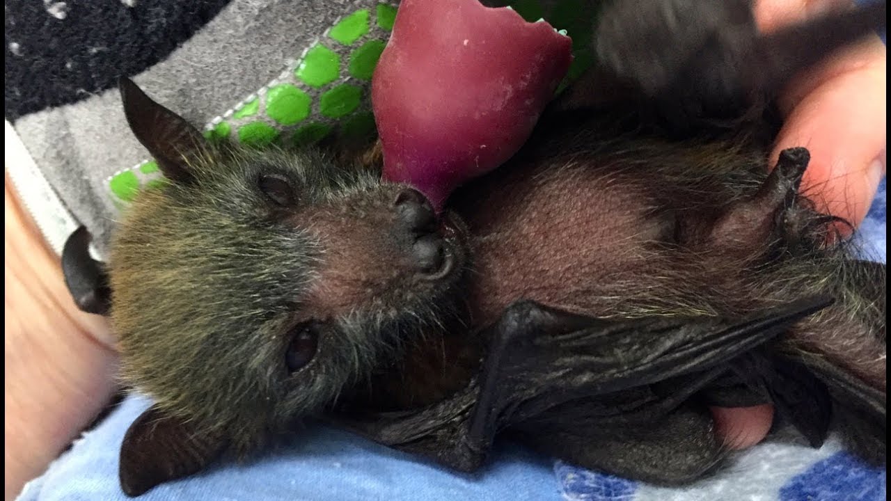 Baby bat plays with is feet: This is Icicle - YouTube