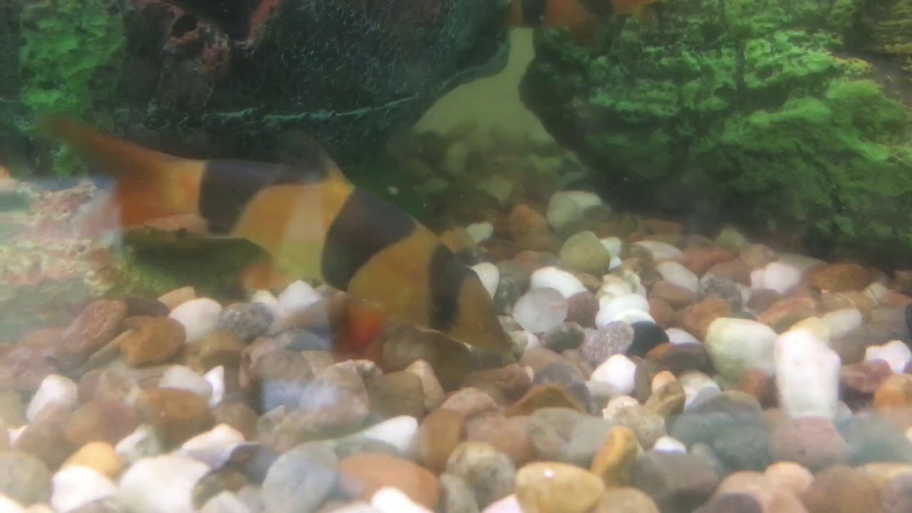 Clown loach eating a snail - YouTube