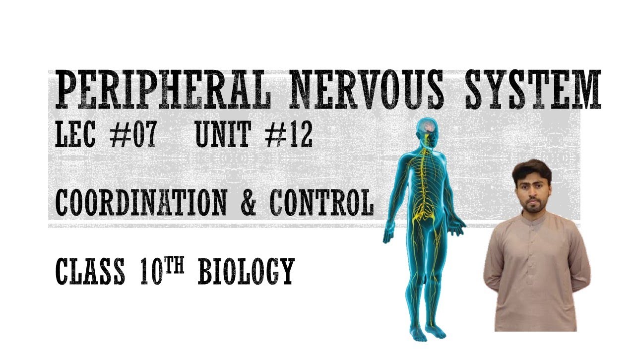 Pheripheral Nervous System | Lec# 07 | Unit# 12 | Coordination ...