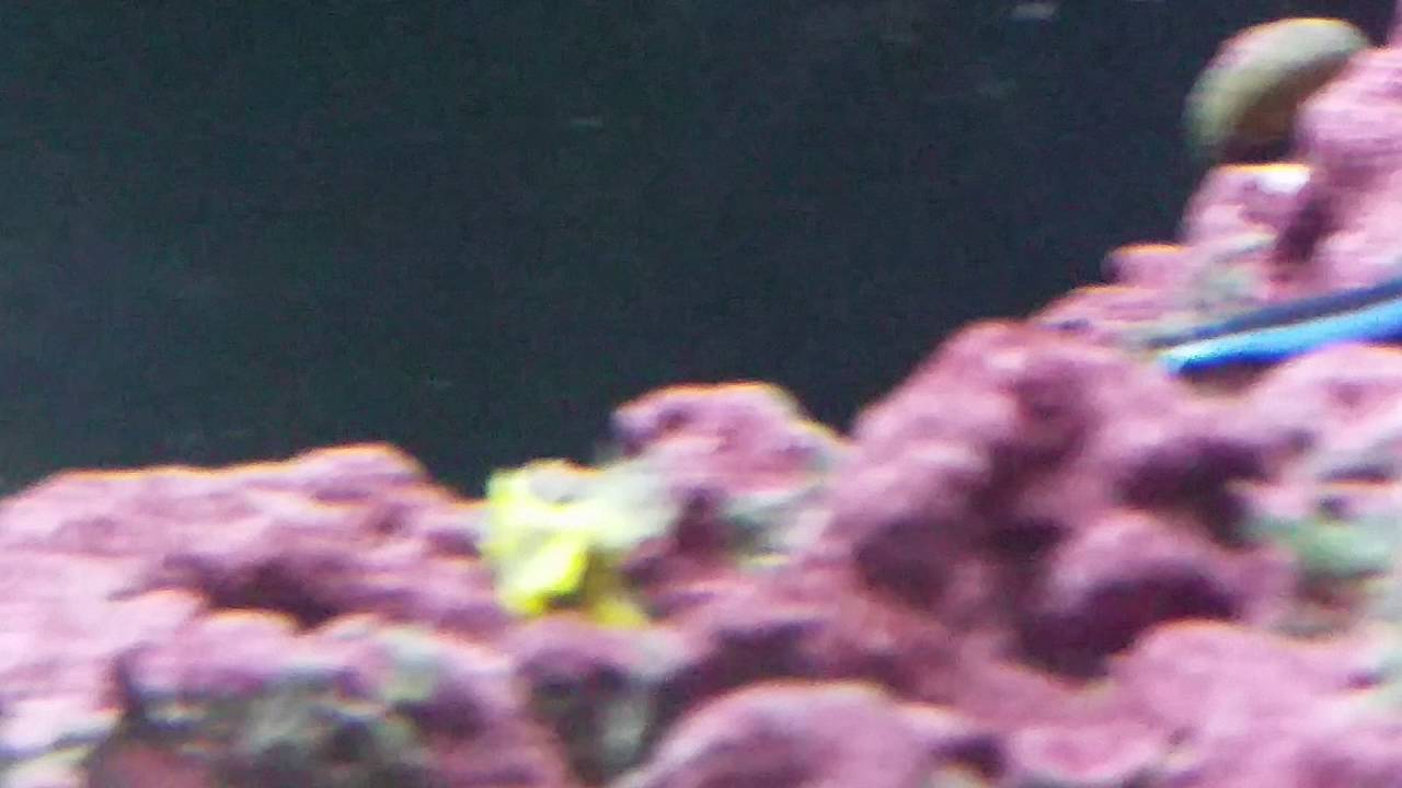 Yellow Sea cucumber Colochirus robustus June 6, 2016 - YouTube