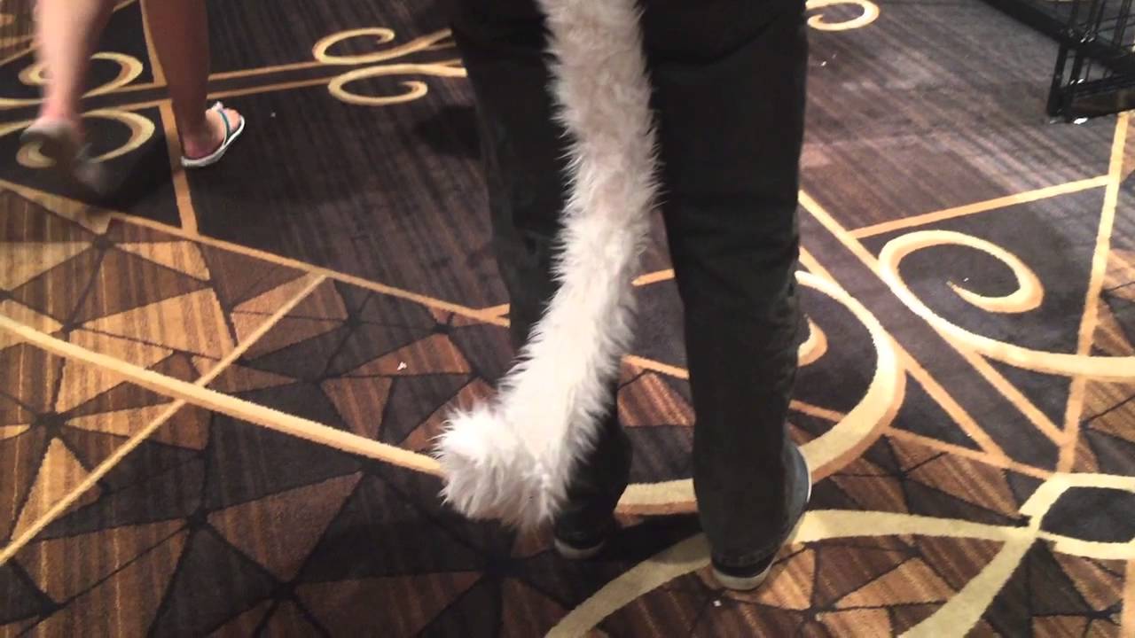 How To Get Some Final Fantasy XIV Fest Tail - YouTube