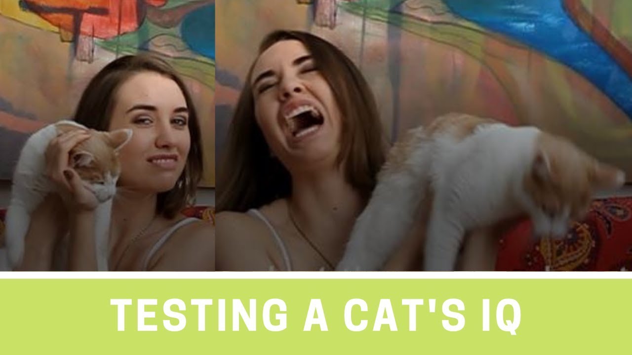 testing a cat's IQ - YouTube
