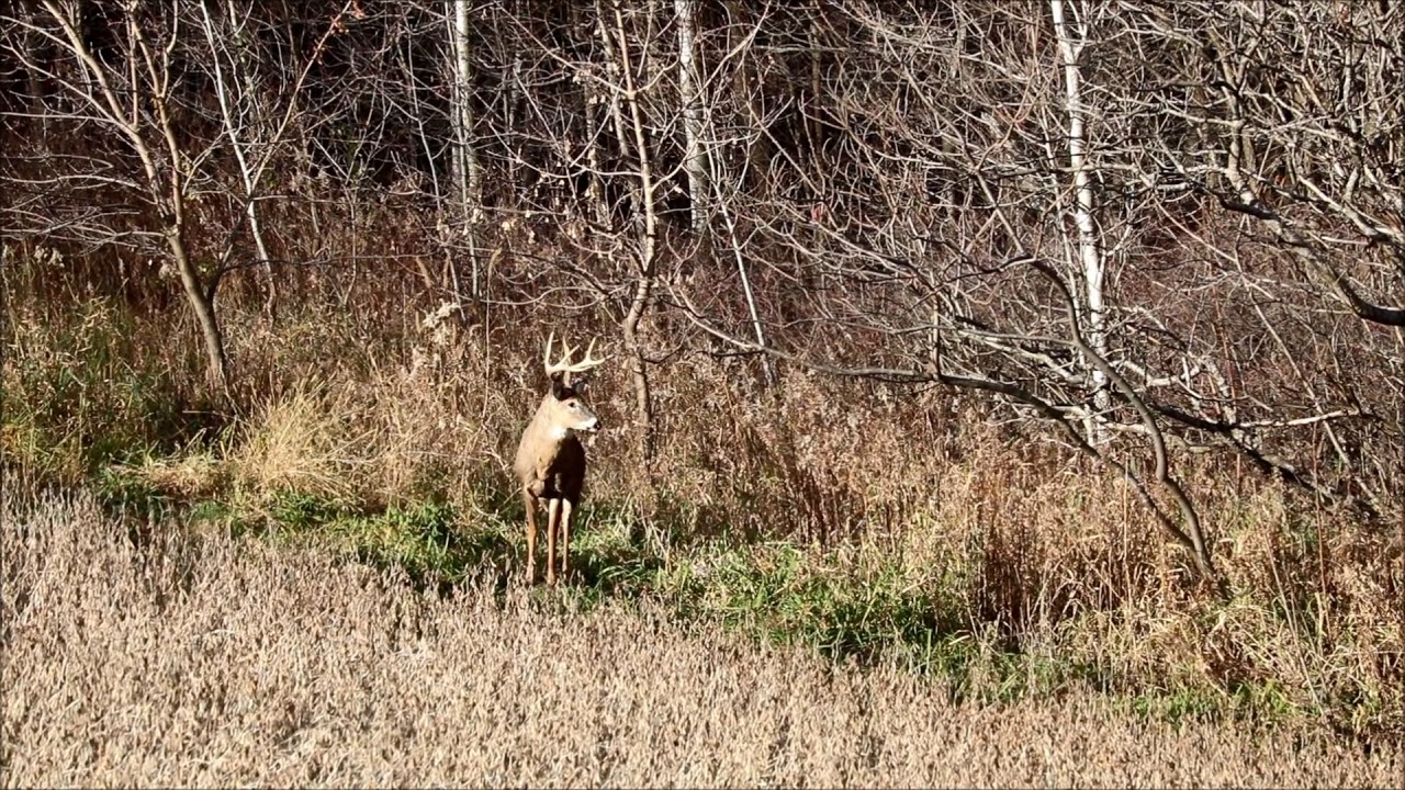 Big 8 Point Buck YouTube big-8-point-buck-youtube