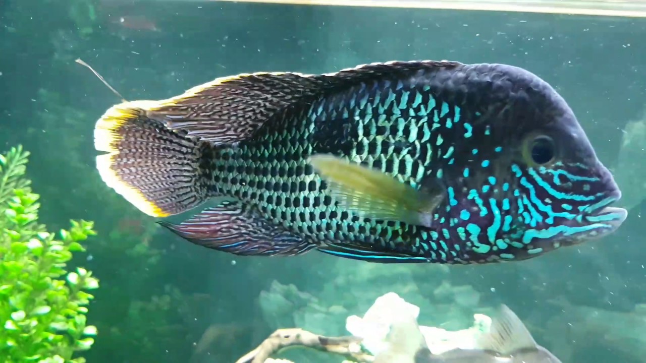 American cichlid tank - YouTube