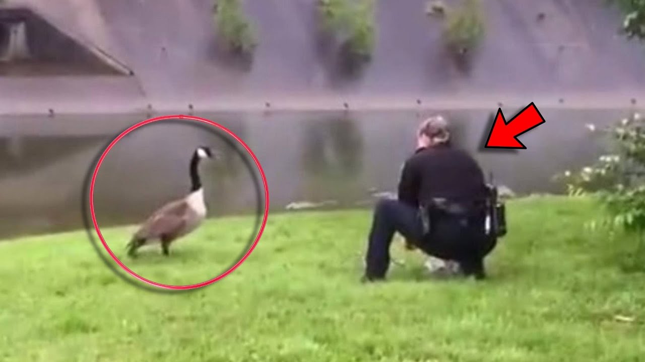 The Goose Attracted the Attention of the Police,Who Were Horrified When ...