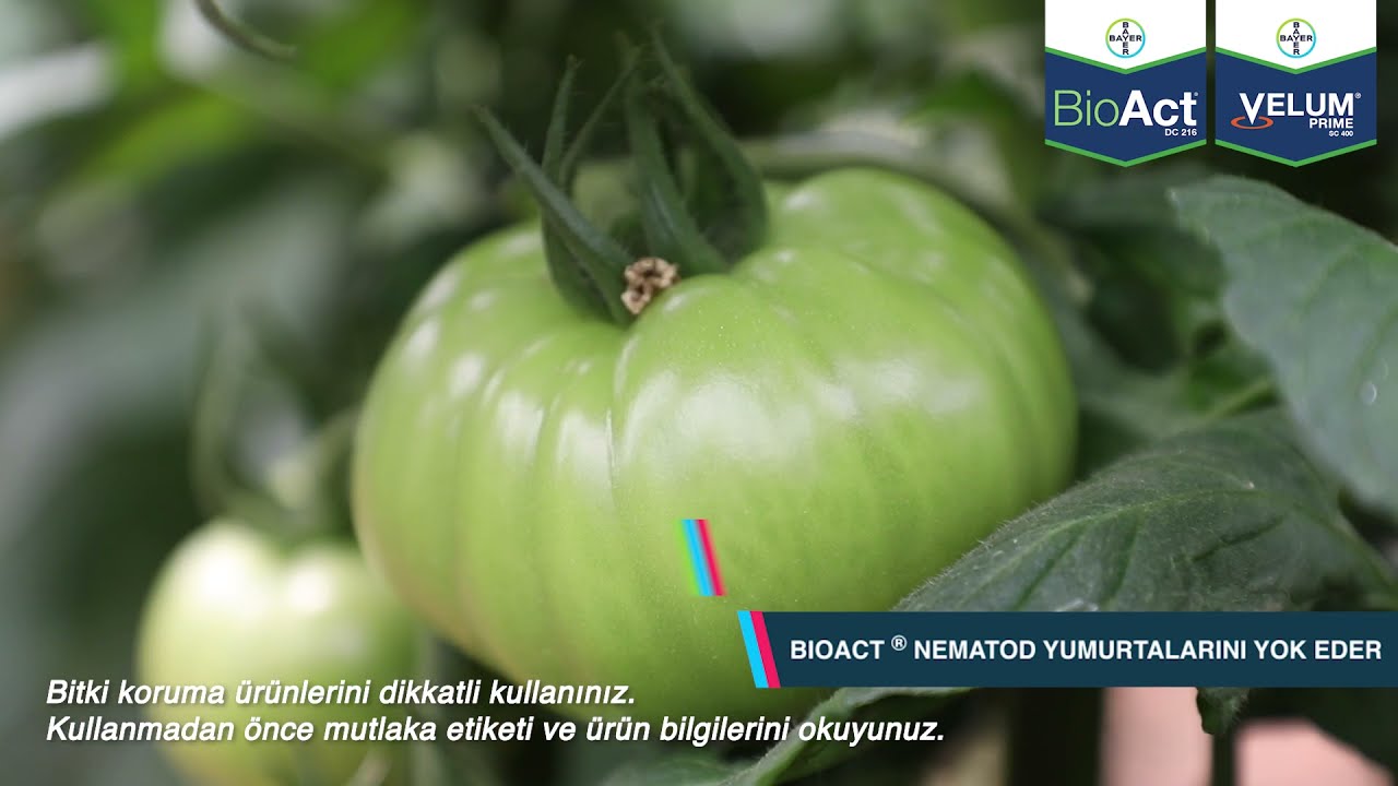 Nematod ile Mücadelede BioAct & Velum Prime - YouTube