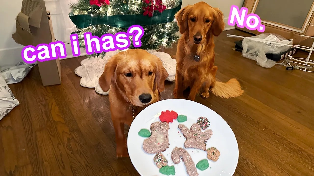 My Dogs Bake Christmas Cookies! - YouTube