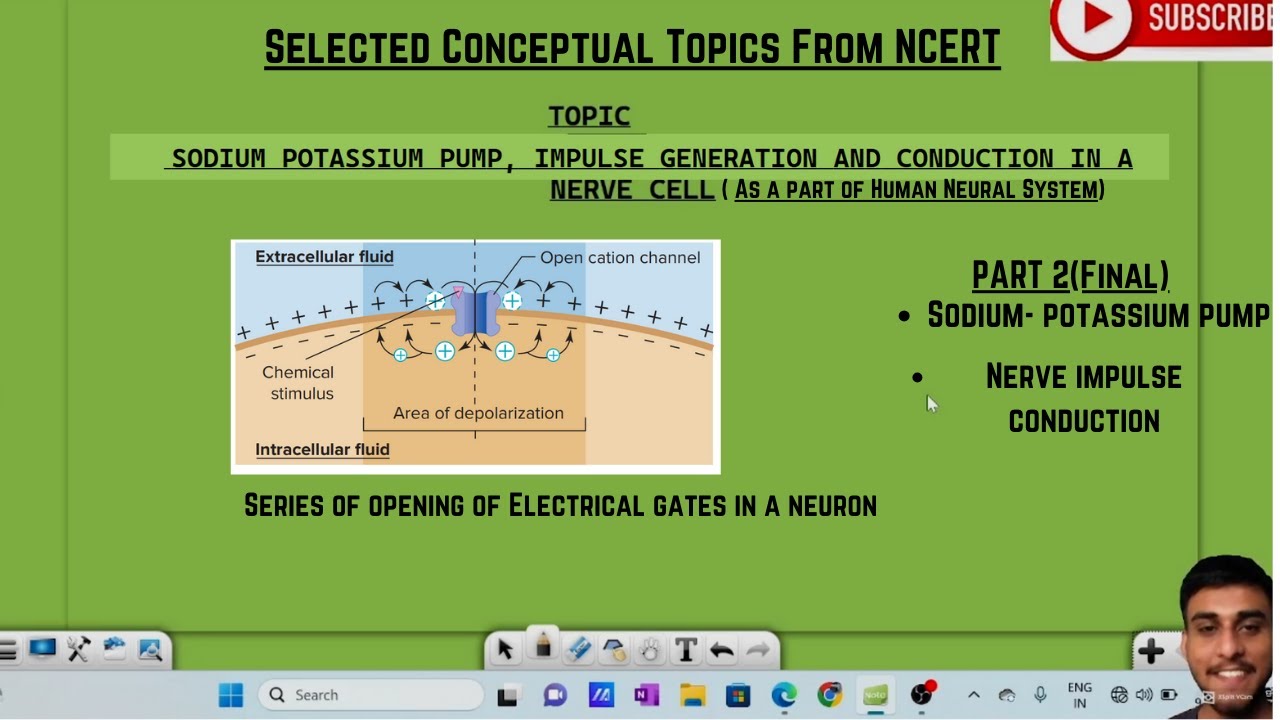Sodium- Potassium Pump, Nerve impulse generation and Conduction|NCERT ...