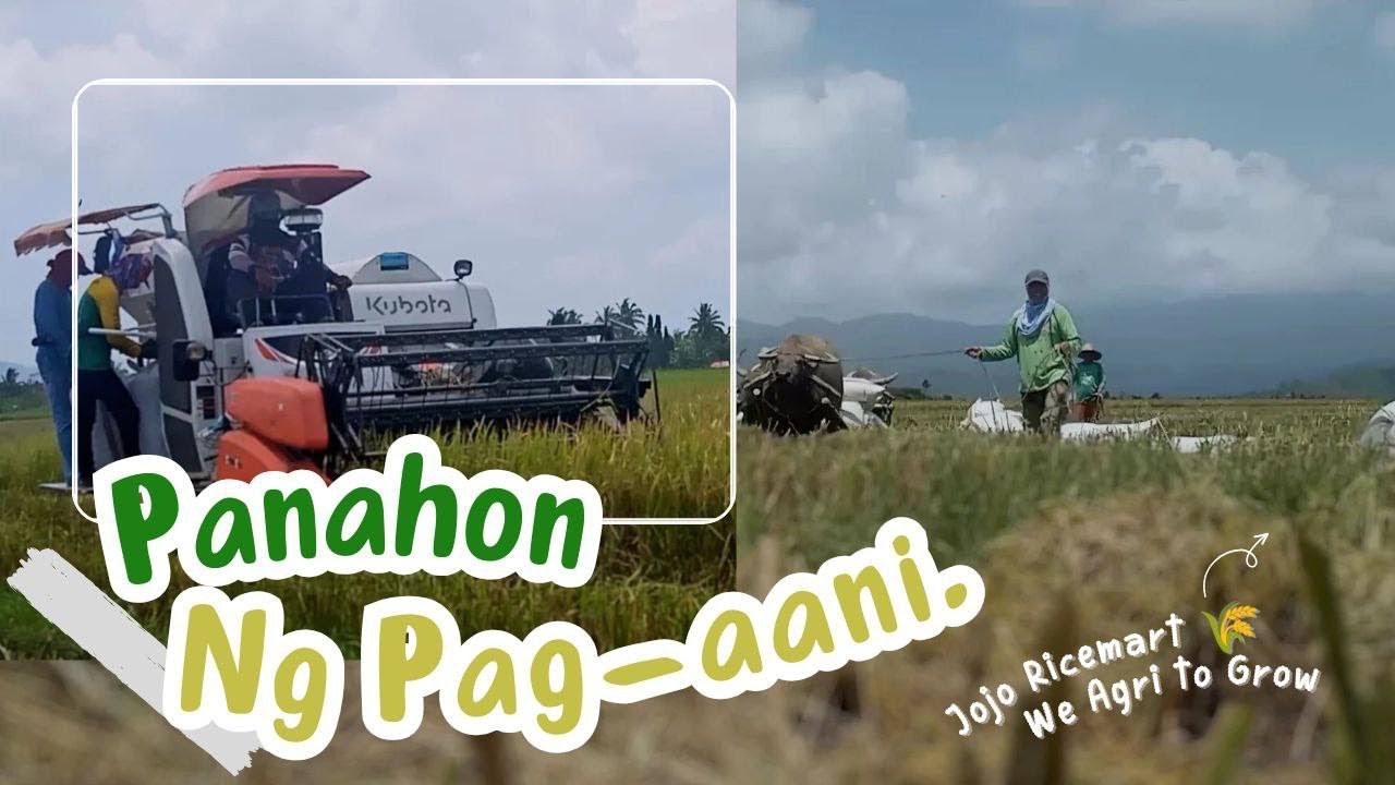 Kapag may tinanim siyempre may aanihin 1.0 ☺️🌾🌾🌾 - YouTube