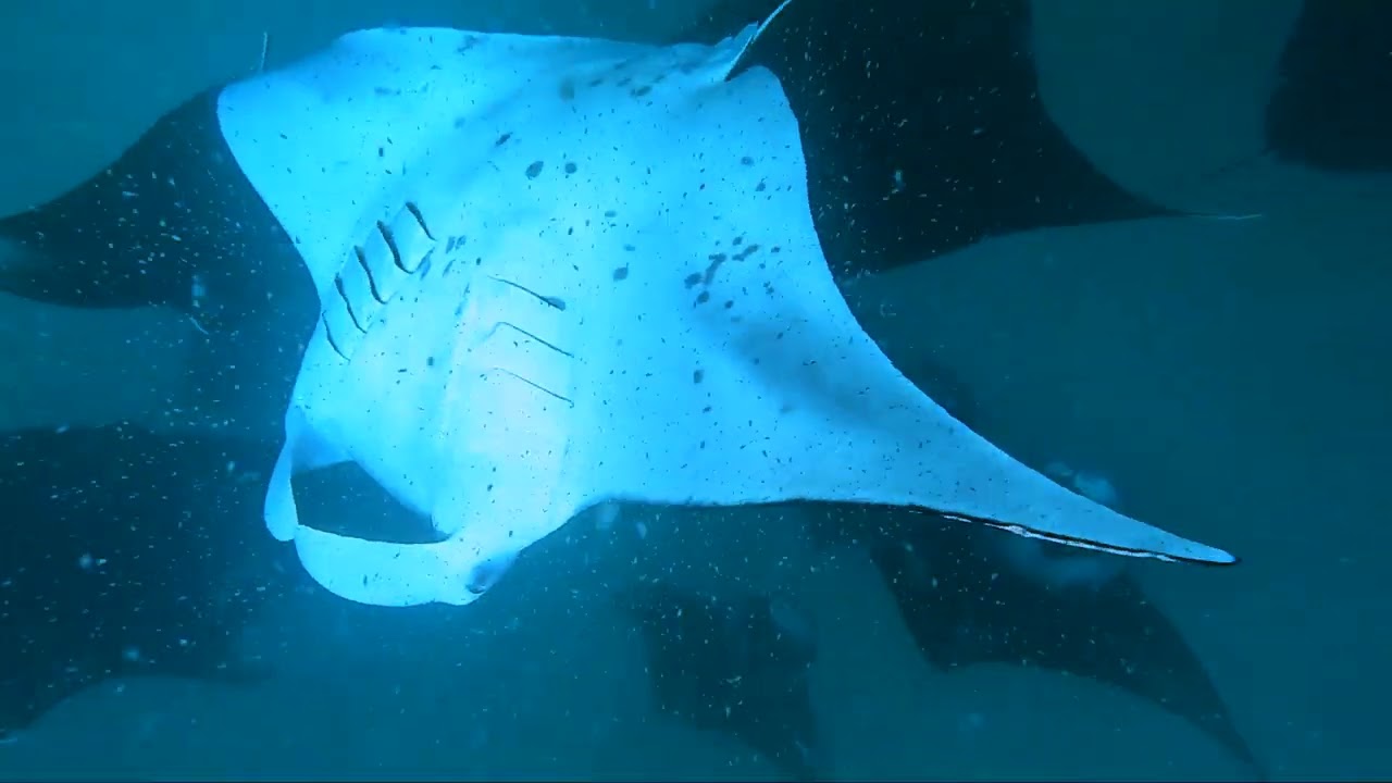 Mantas in Hanifaru Bay - YouTube