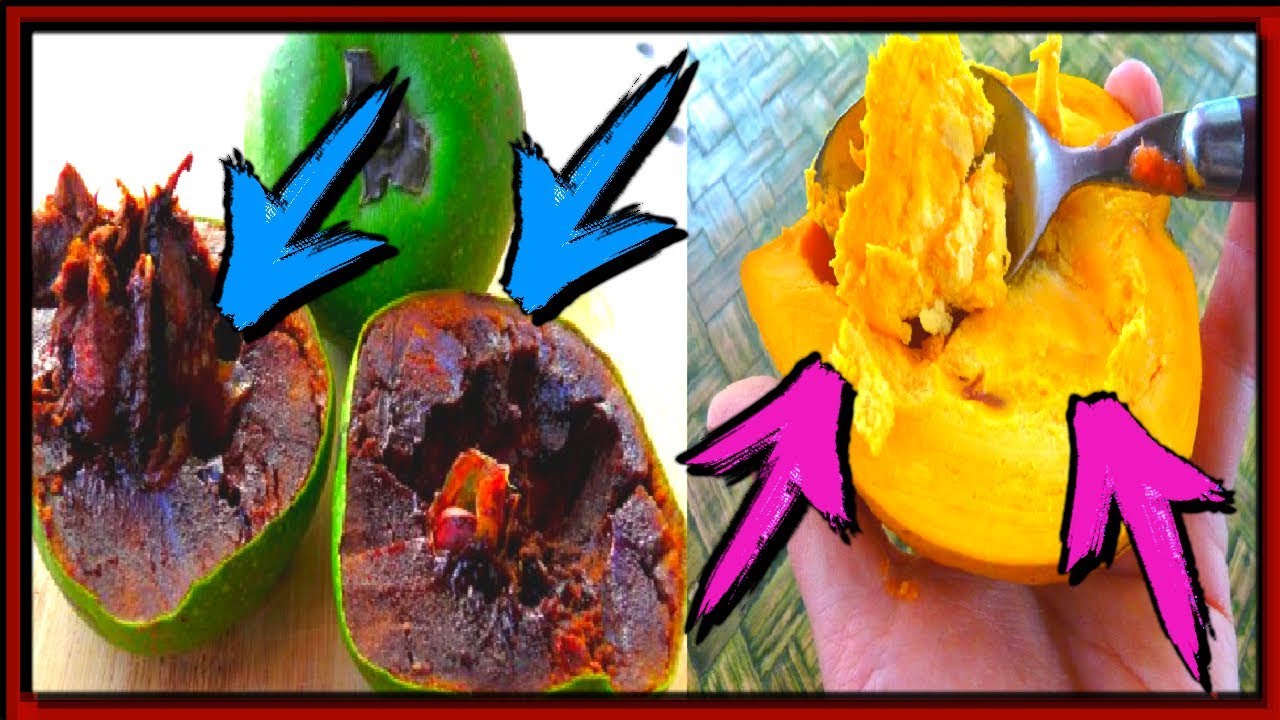 Frutas mayas en peligro de extinción porque nadie los conoce🍌Frutales ...