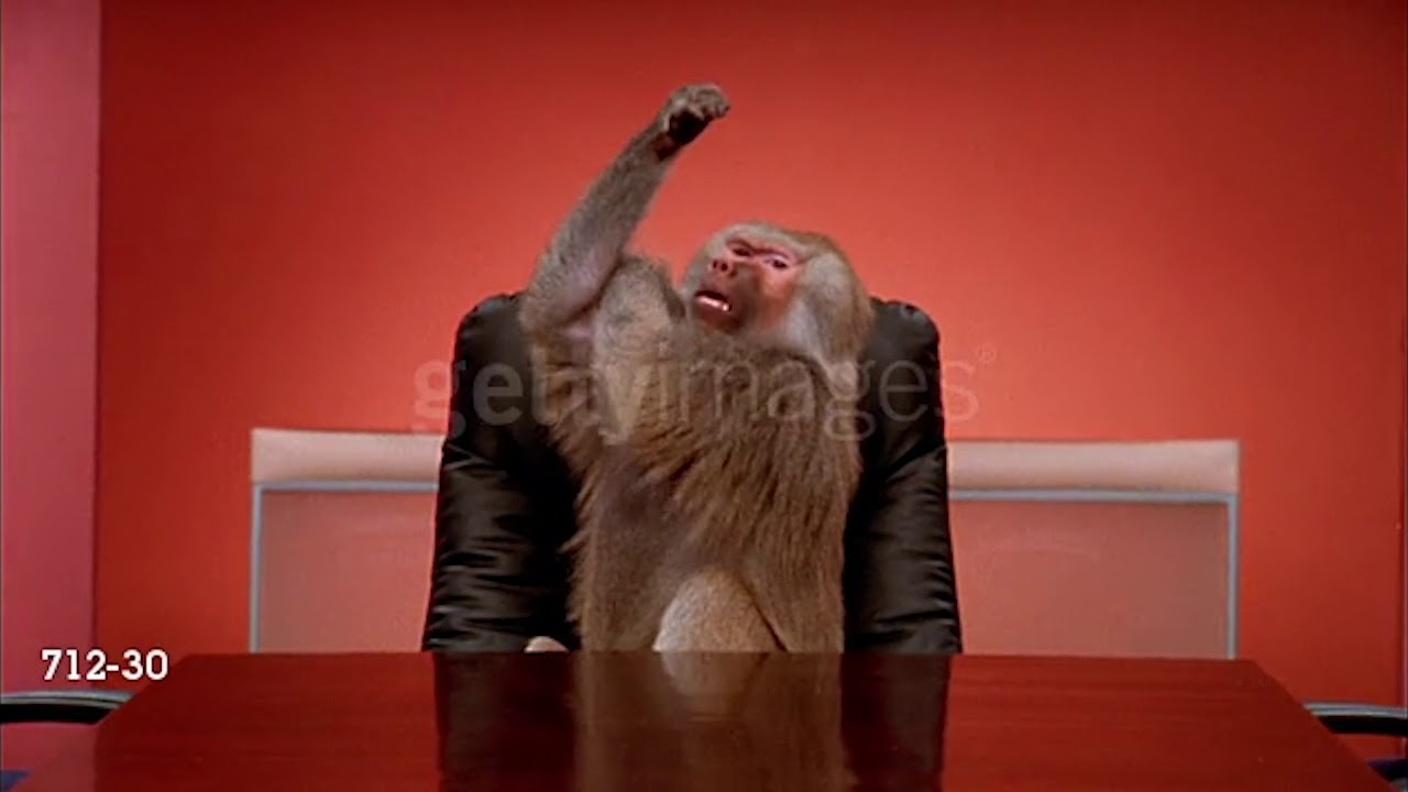 CHECK OUT THIS BABOON'S MUSCLES - YouTube