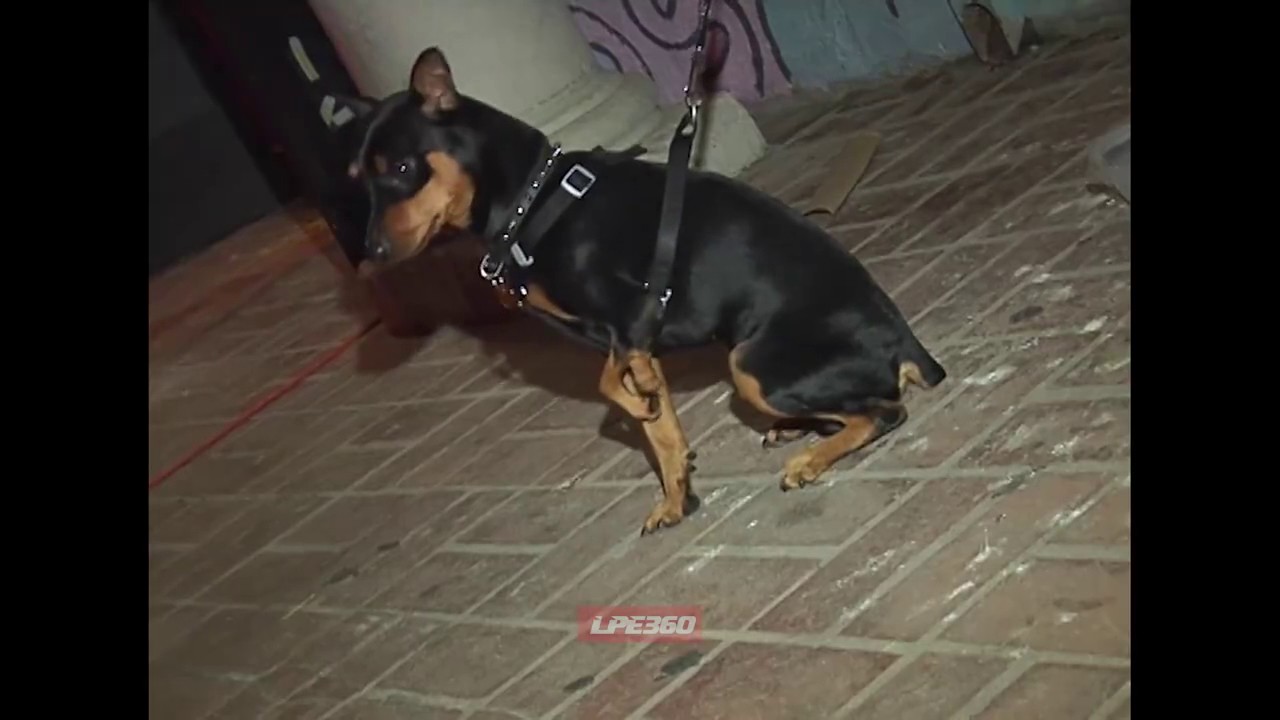 Dog With 5 Legs - YouTube