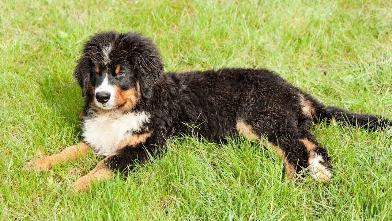 8478591How do Bernese Mount - YouTube