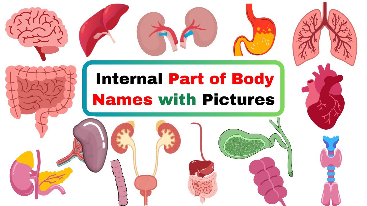 Internal parts of body names | Basic Parts Of Body | Parts of Body Name ...