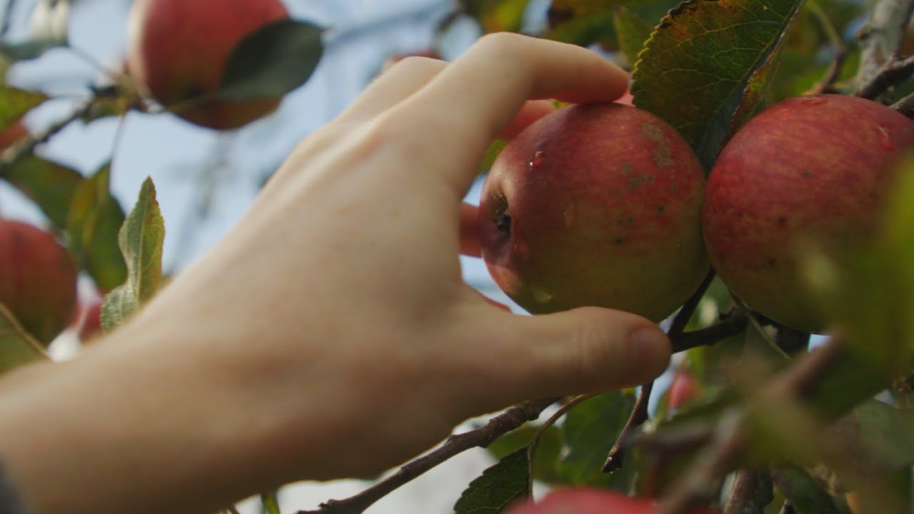 The Joy of Gleaning - YouTube