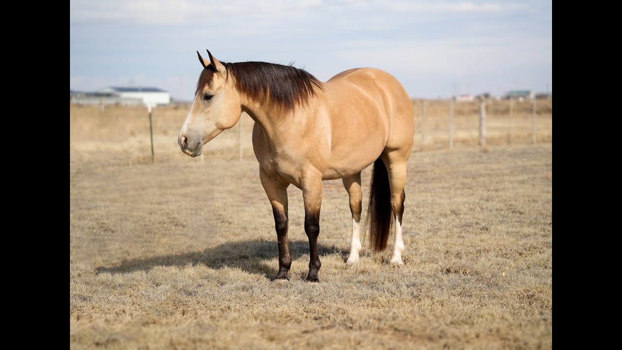 Breathtaking, Buttermilk Buckskin that the WHOLE FAMILY can enjoy! Axle ...