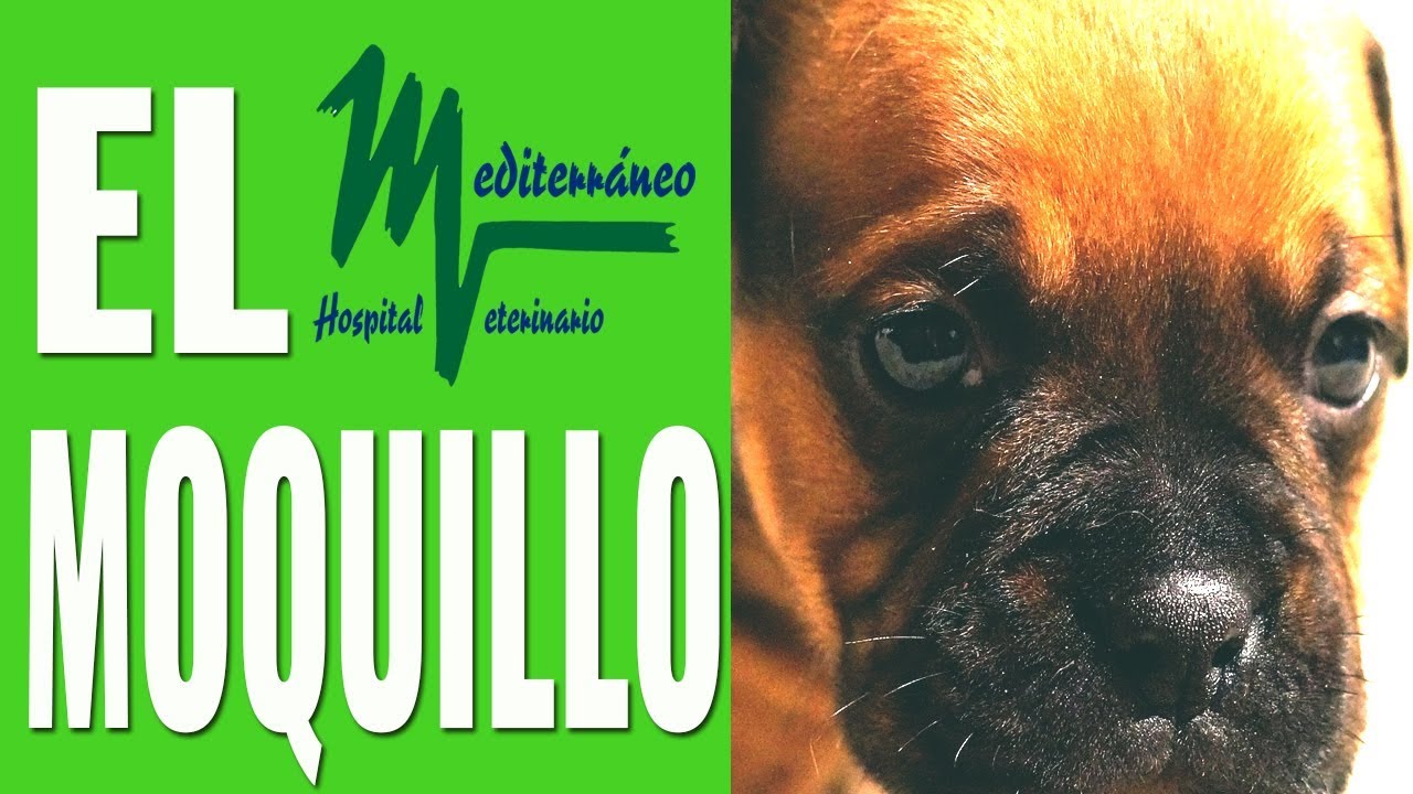 EL MOQUILLO EN PERROS/ UNA ENFERMEDAD MORTAL ¡CONOCE TODOS SUS SÍNTOMAS ...