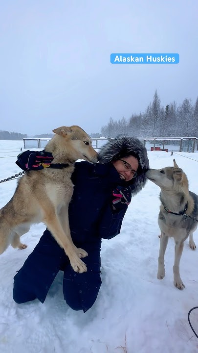 🐶Alaskan HuSkies 🐕:True HEROES of Iditarod #alaska #iditarod #huskies # ...