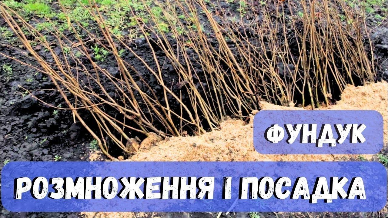 #фундук Як розмножити і посадити свій сад без затрат - YouTube