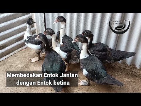 Cara membedakan Entok Jantan dan Entok Betina