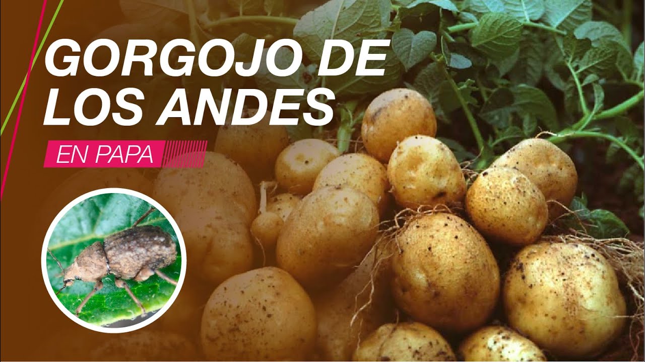 Control de Gorgojo de los andes en papa - YouTube