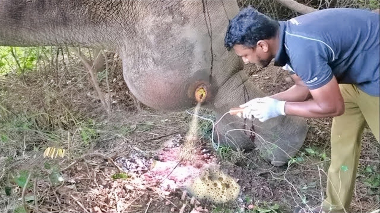 Man saves elephant with abscess in leg, what happens next makes the ...