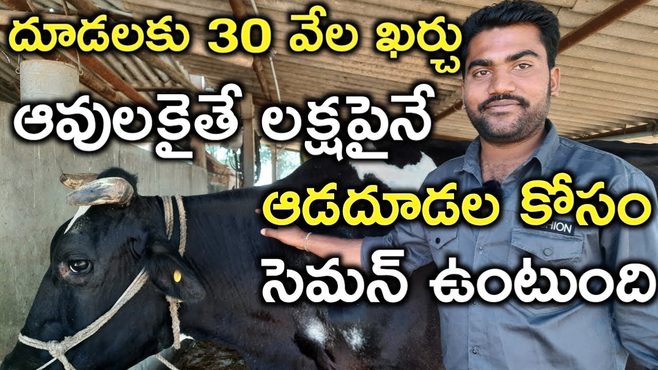 ఆవు బరువును బట్టి దాన పెట్టాలి|dairy farm information by Dr sathish ...