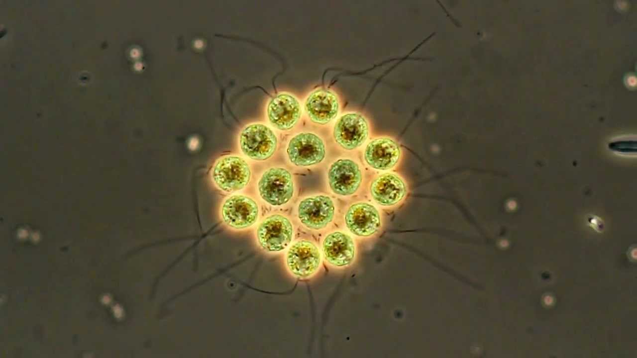 Gonium Under Microscope