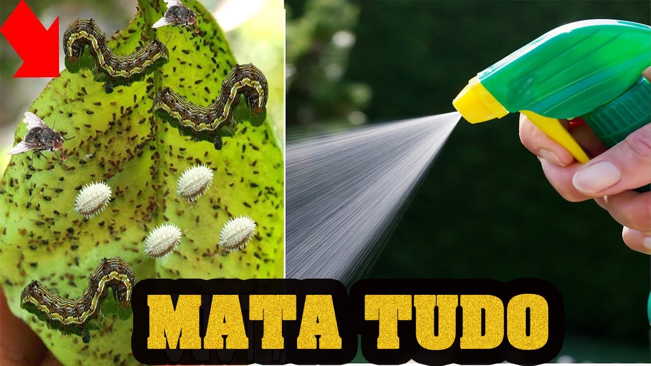 Bicho preto nas plantas - Inseticida Mata tudo - pulgão cochonilhas ...