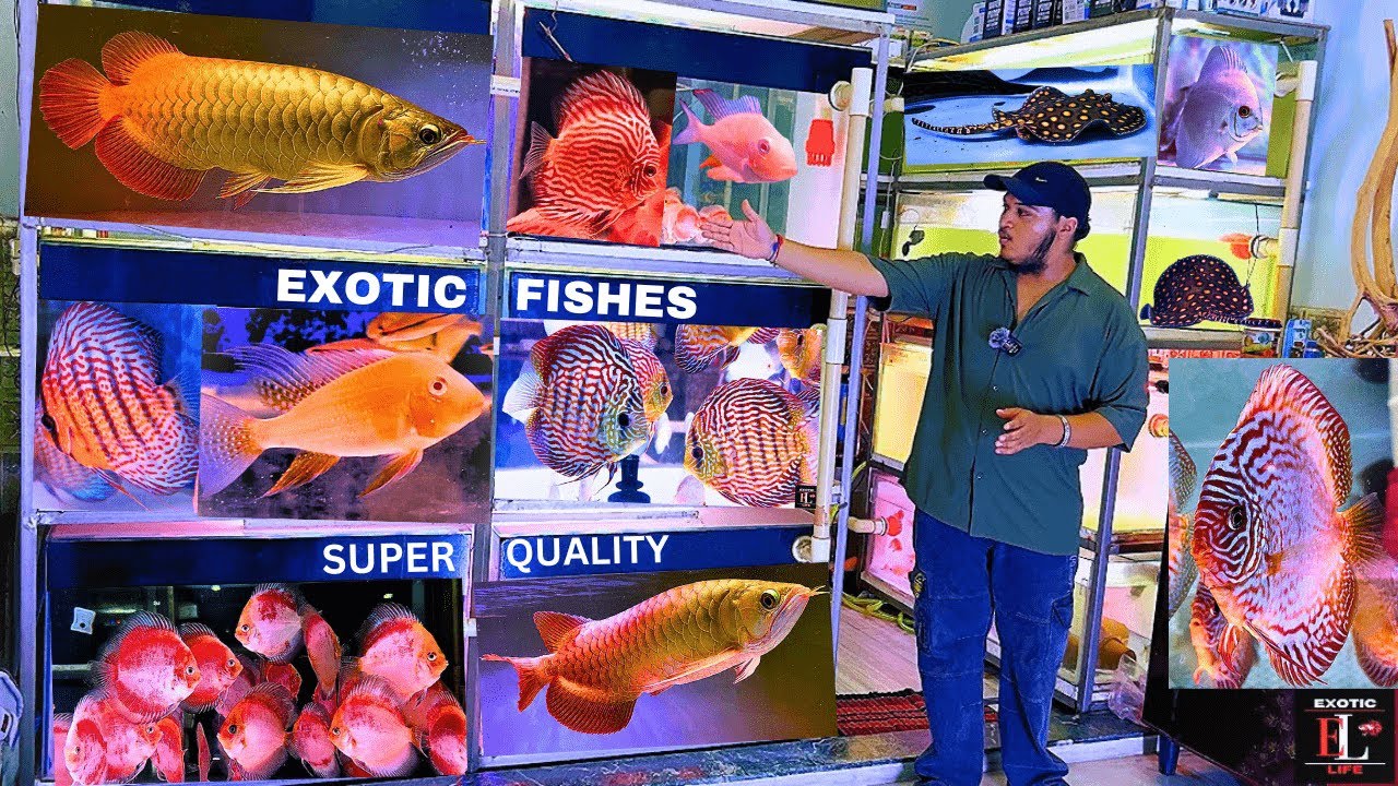 Exotic fishes in delhi | discus fish | arowana | stingray | Aquarium ...