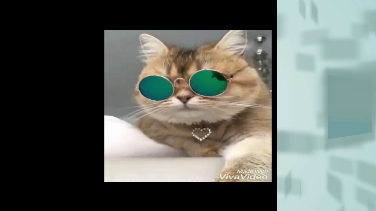Despacito cat version - YouTube