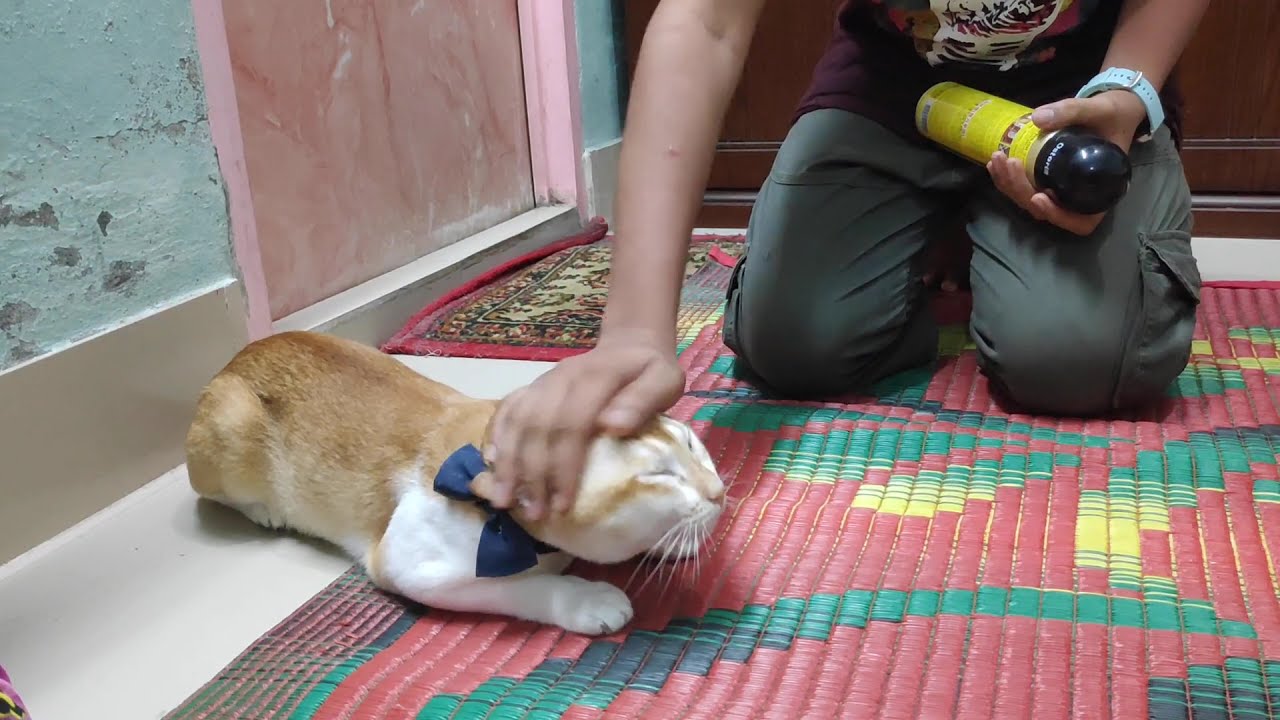 how to Control your cat - YouTube