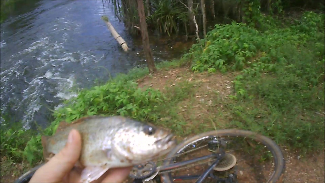 perch attack - YouTube