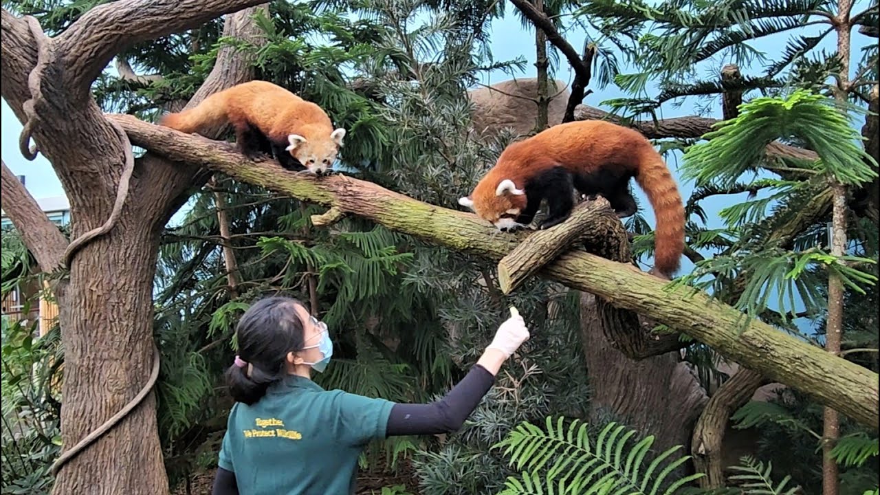 20230109 Feeding time for Red Panda Karma & Keta @ River Wonders ...