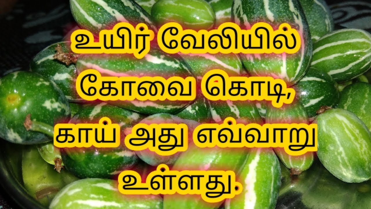 Ivy gourd | kovai plant in uyir veli | one of the benefits of uyir veli ...
