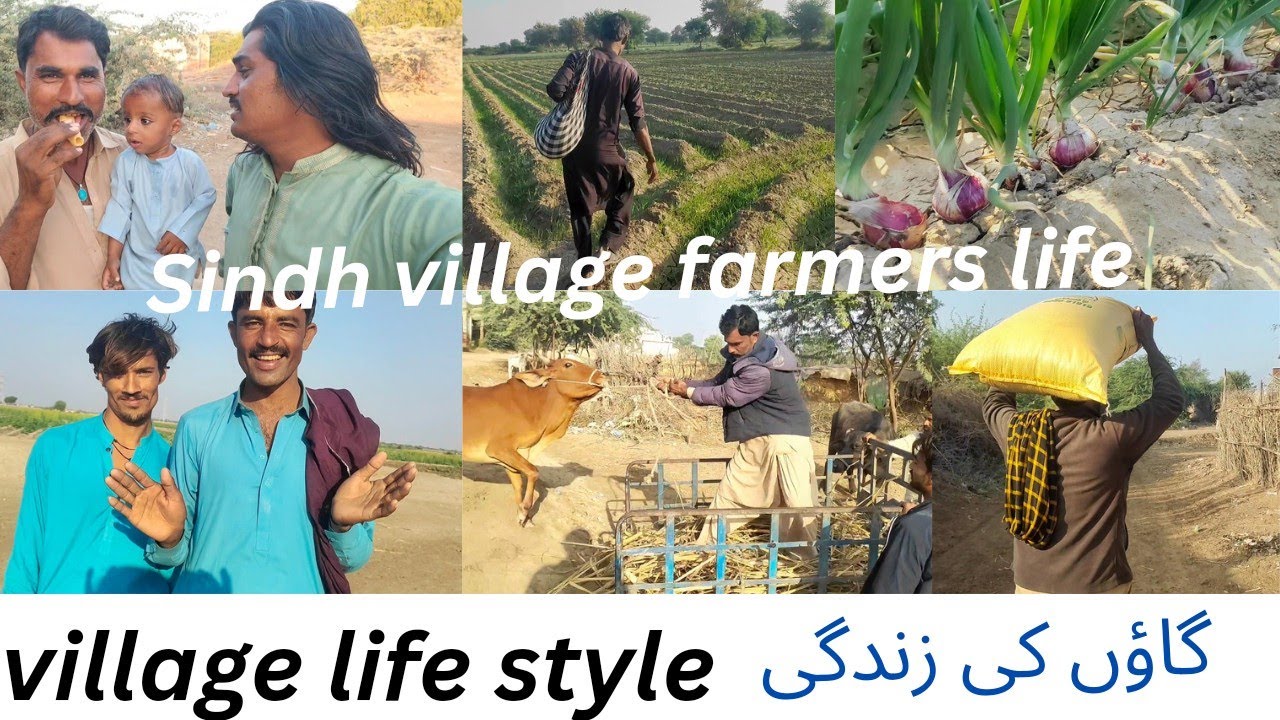 village life style! Sindh village farmers life! Sindhi culture day ...