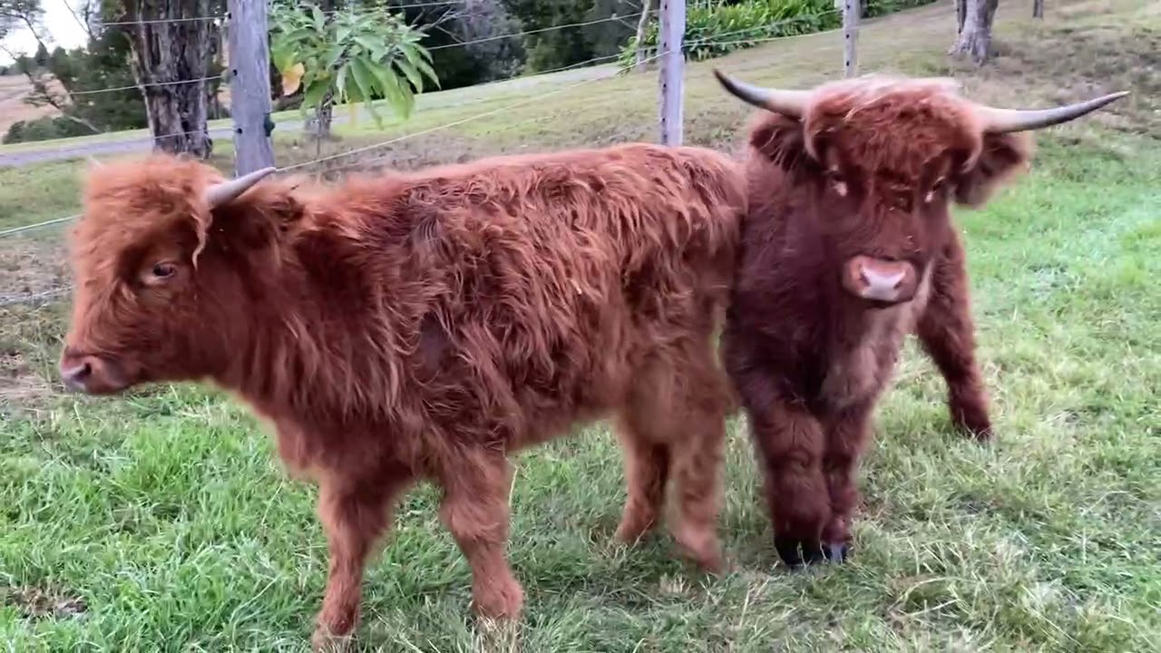 The teenage Highland Cows feed time @Thirlestanefarm - YouTube