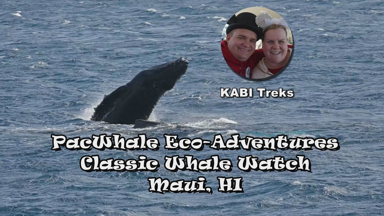 PacWhale Eco-Adventure, Classic Whale Watching - Maui, HI - YouTube